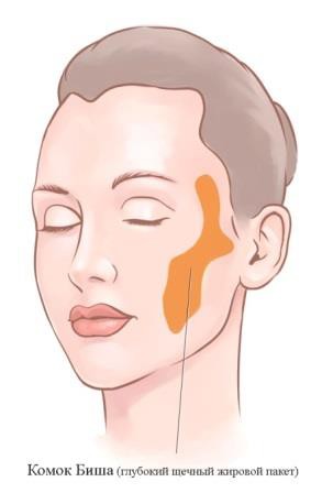 bichat | OrtoDental | Ortodoncista en México DF CDMX